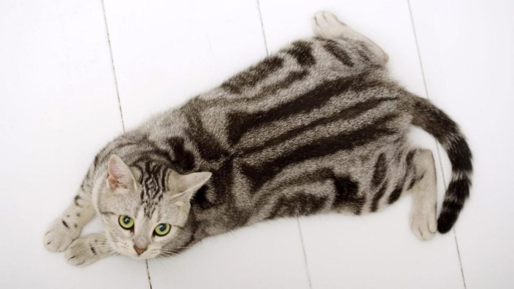 Gato Americano de Pelo Corto - gatosyperros.net