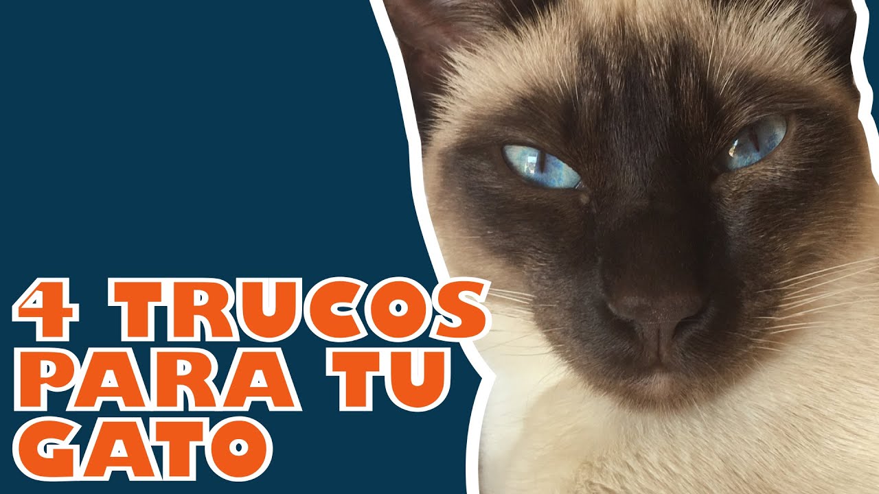 Cómo enseñar a tu gato trucos como chocar los cinco, dar el puño, y dar ...