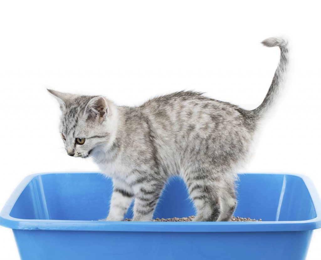 Qué hacer si su gato tiene diarrea o caca líquida (dentro o fuera de la ...
