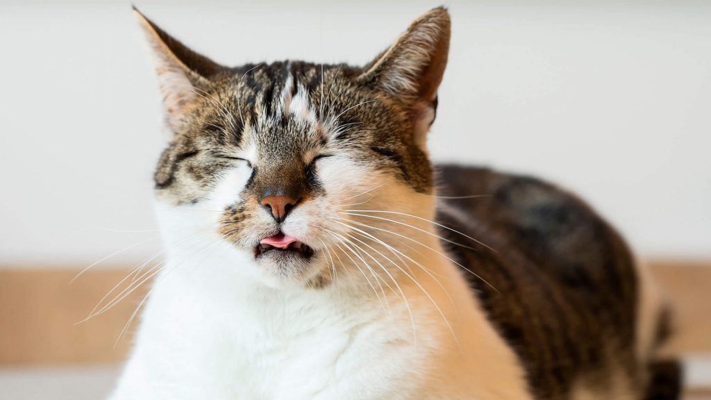 Qué hacer cuando tu gato tose o sibila: Tos húmeda, moco, bolas de pelo ...