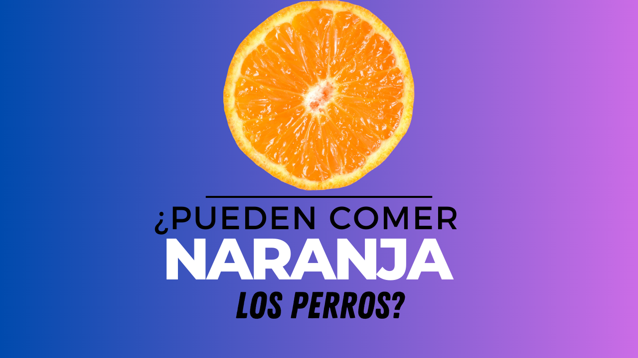 ¿Los perros pueden comer naranja? guía completa - gatosyperros.net