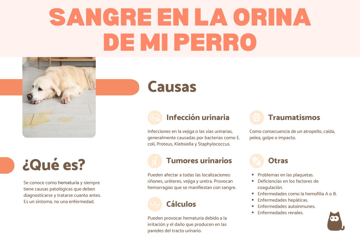 Perro orina con sangre: causas y tratamiento - gatosyperros.net